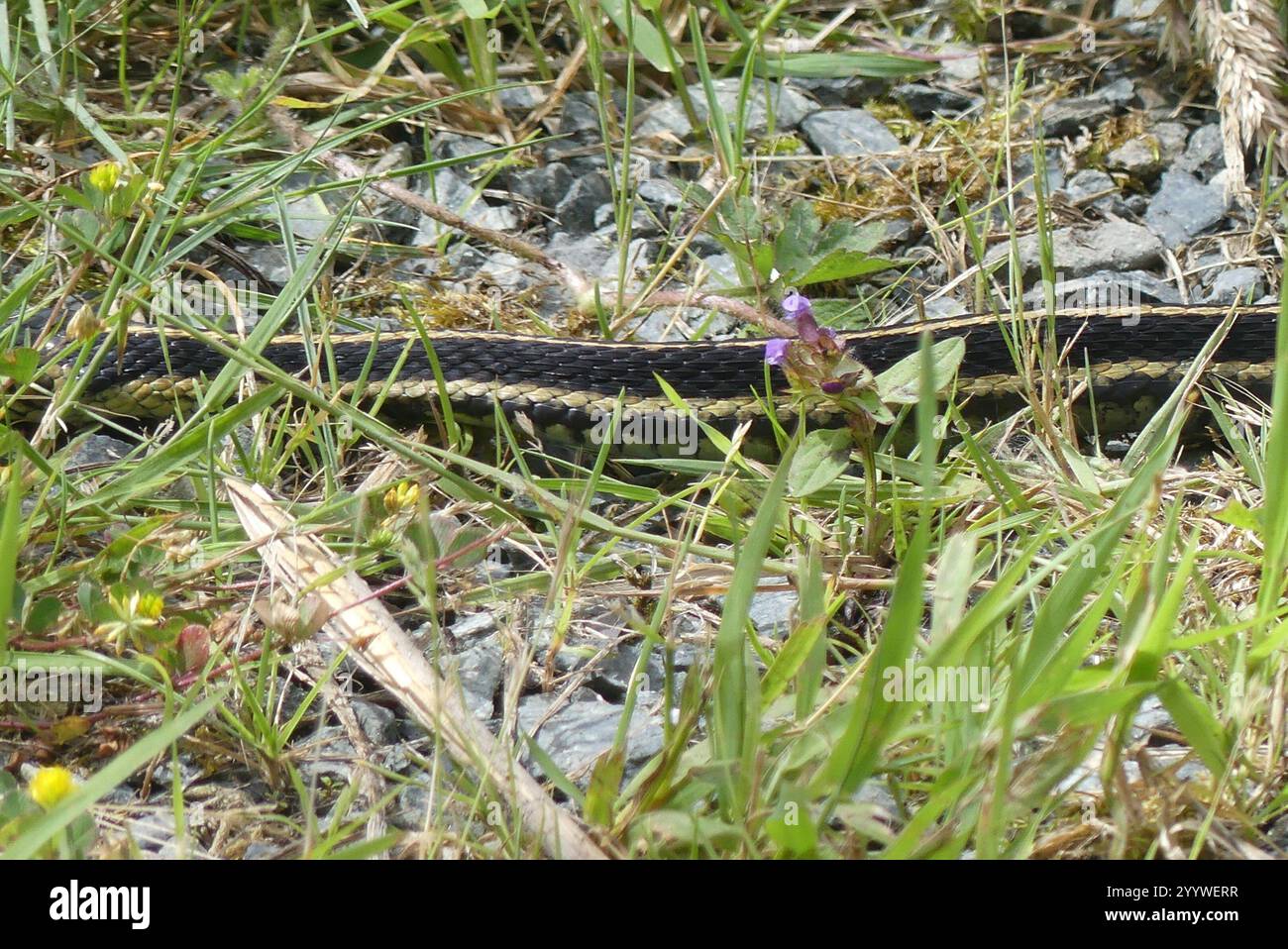 Puget Sound Garter Snake (Thamnophis sirtalis pickeringii Stock Photo ...