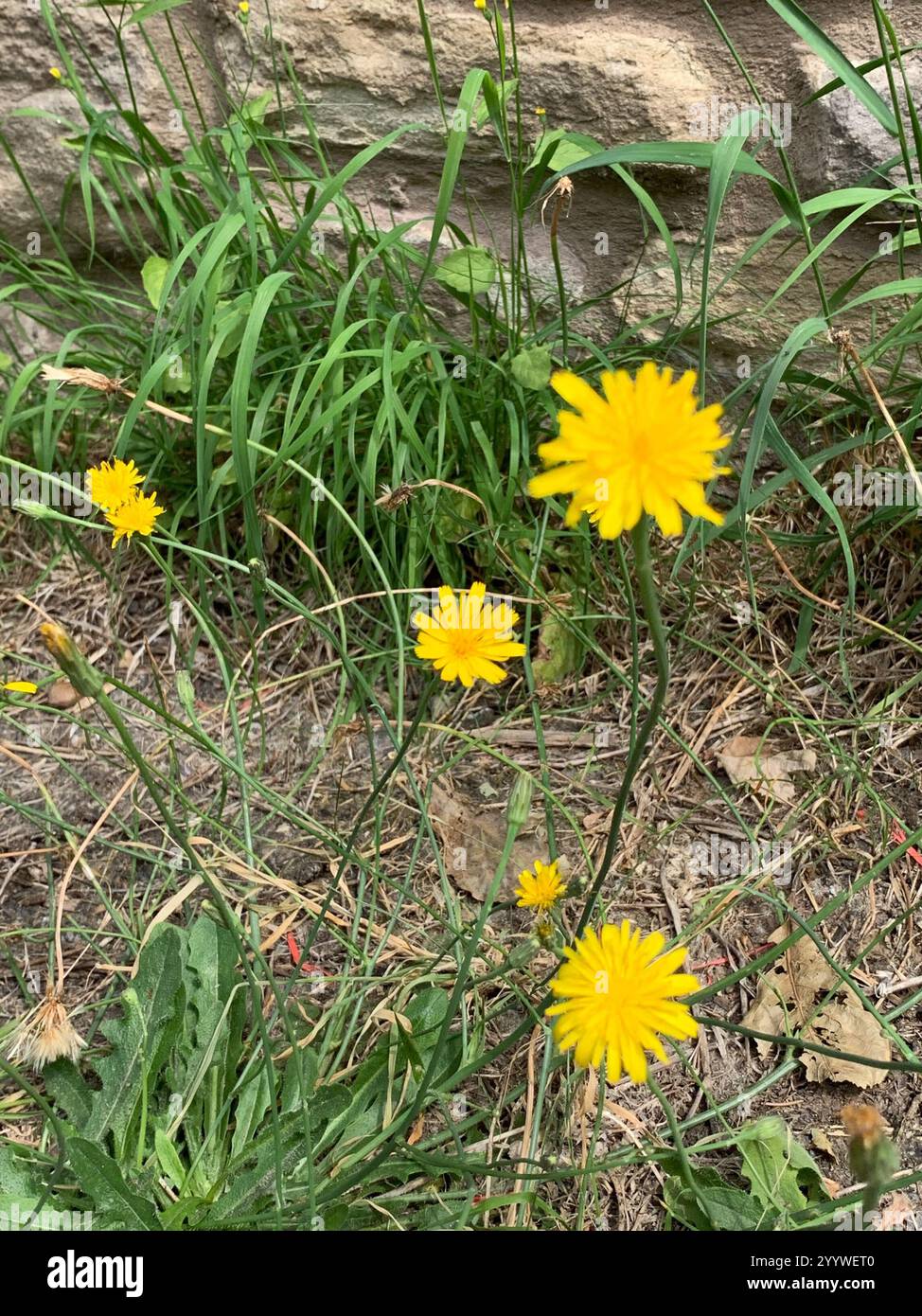 Common Cat's-ear (Hypochaeris radicata Stock Photo - Alamy
