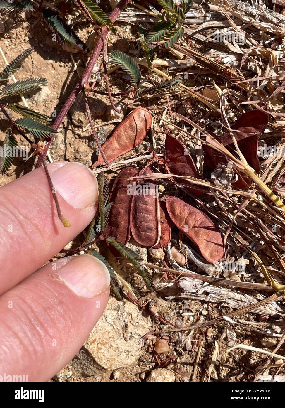 Tropical puff (Neptunia pubescens Stock Photo - Alamy