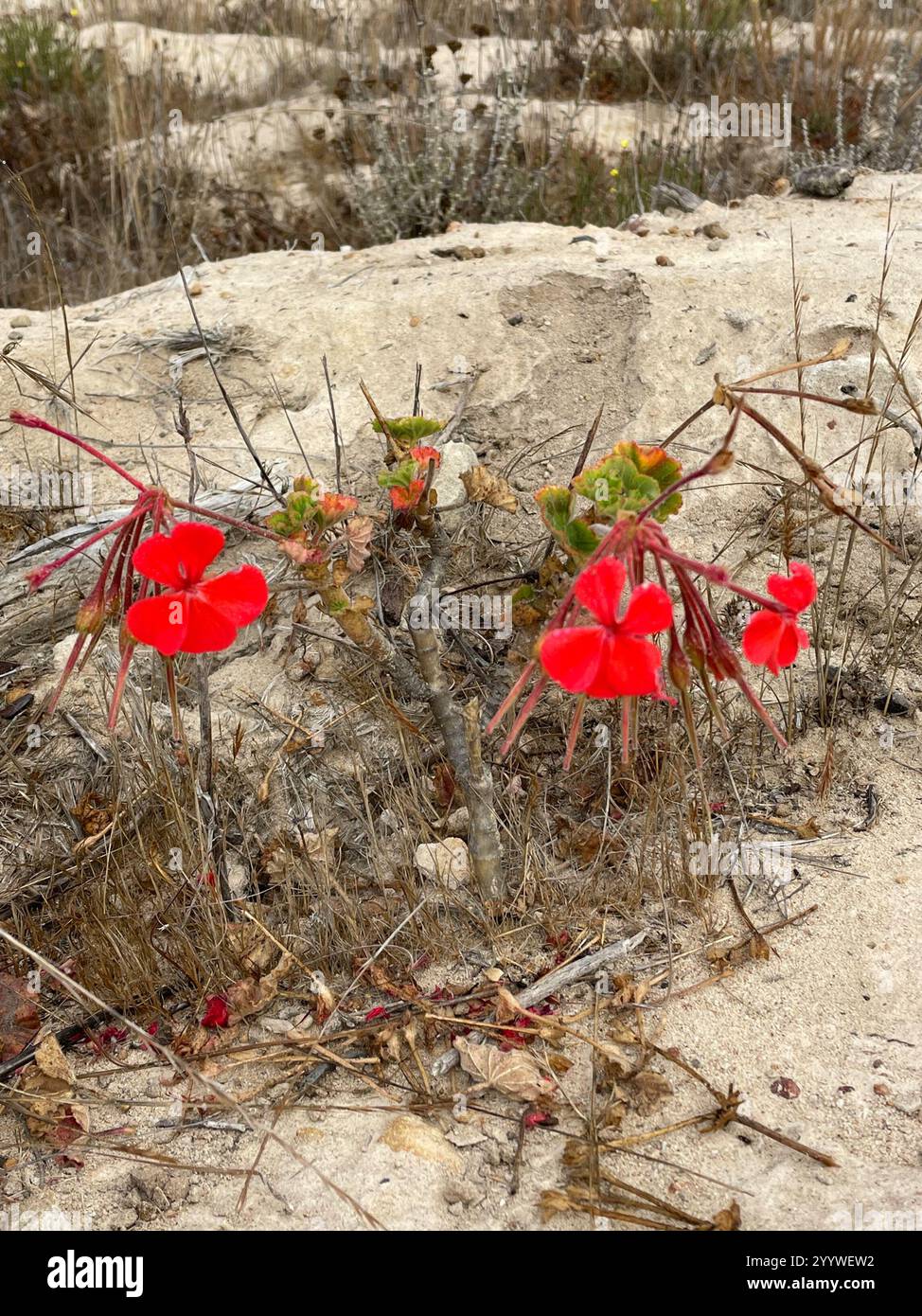 garden geranium (Pelargonium × hybridum Stock Photo - Alamy