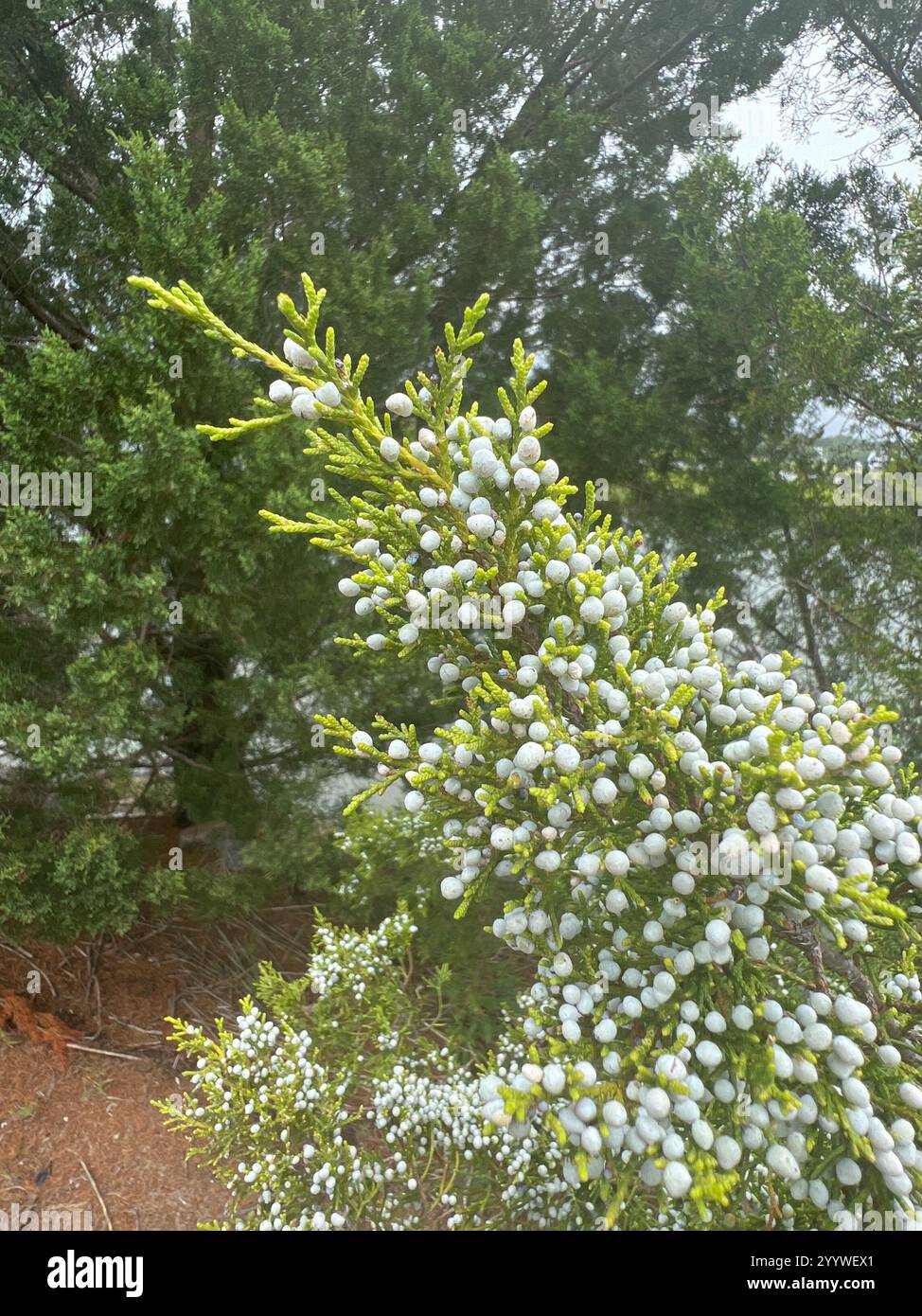 Southern Redcedar (Juniperus virginiana silicicola Stock Photo - Alamy