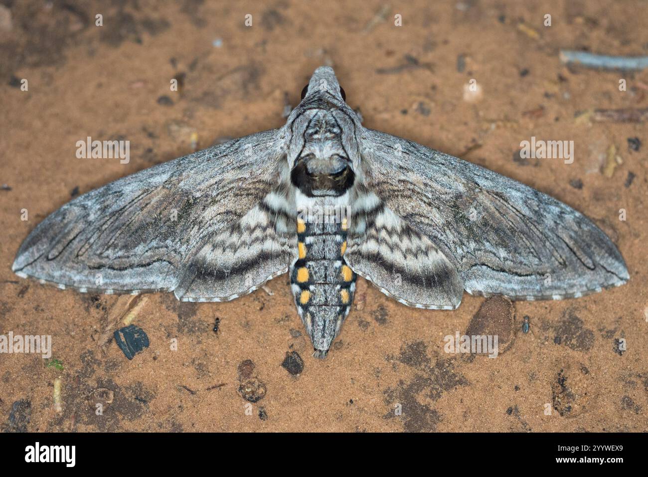 Five-spotted Hawk Moth (Manduca quinquemaculatus Stock Photo - Alamy