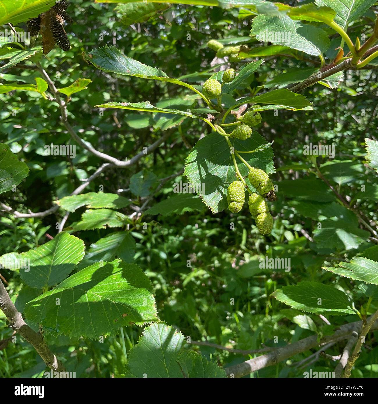 green alder (Alnus alnobetula Stock Photo - Alamy