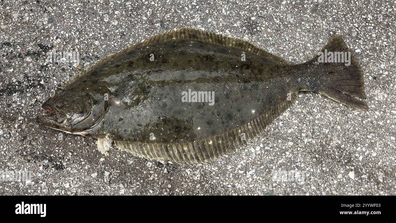 California Halibut (Paralichthys californicus Stock Photo - Alamy