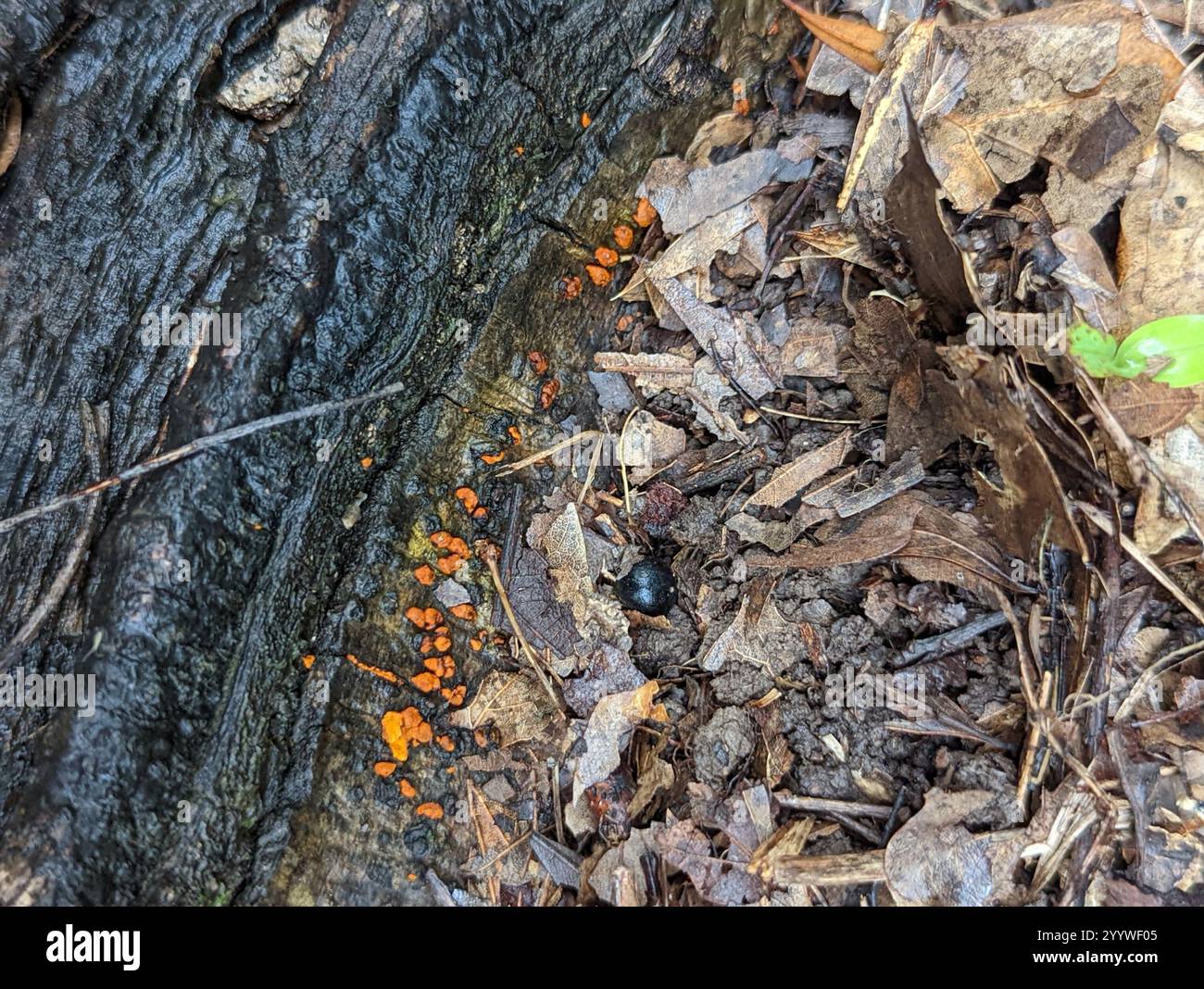 orange hobnail canker (Amphilogia gyrosa Stock Photo - Alamy