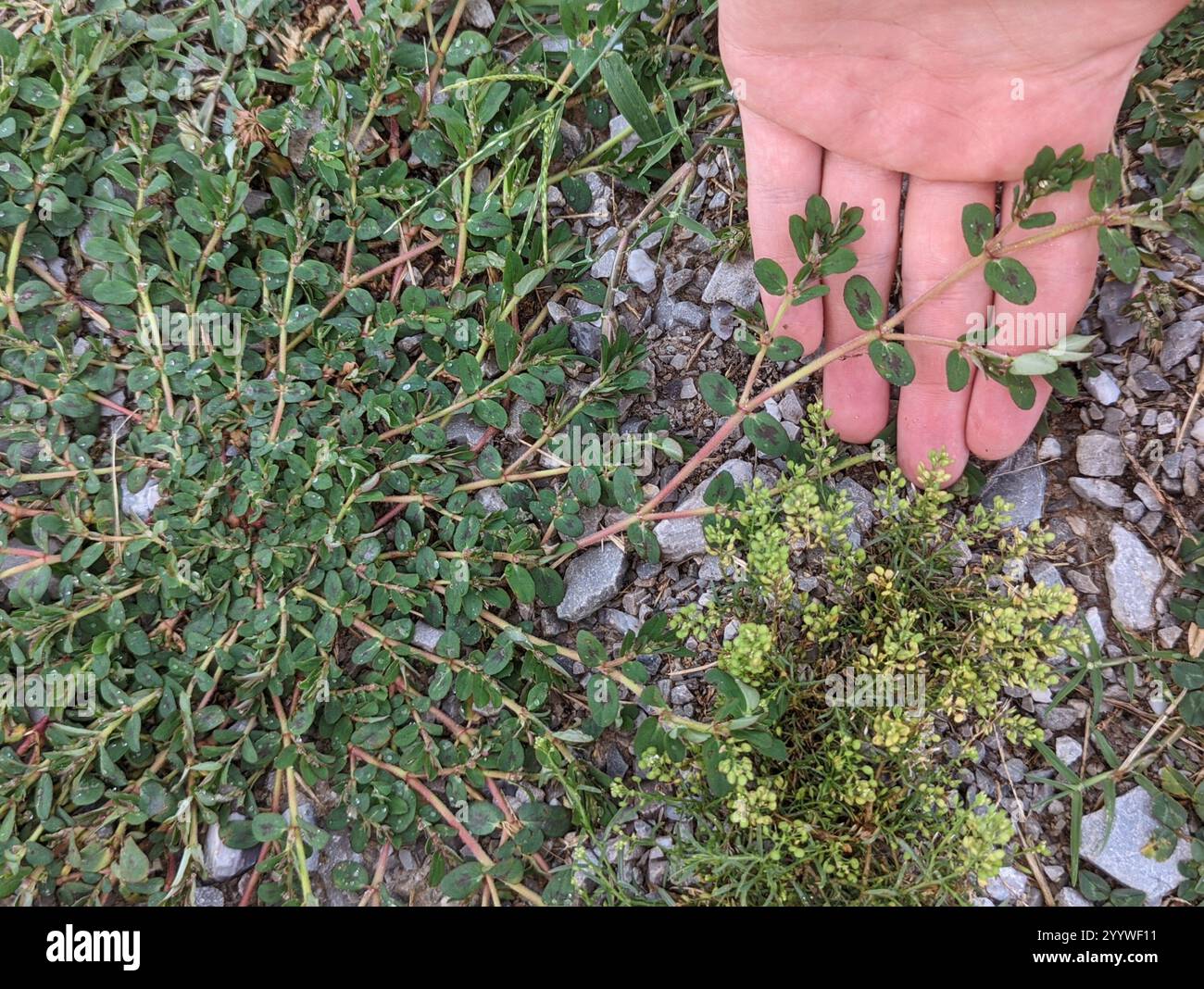 Spreading Broomspurge (Euphorbia humistrata Stock Photo - Alamy