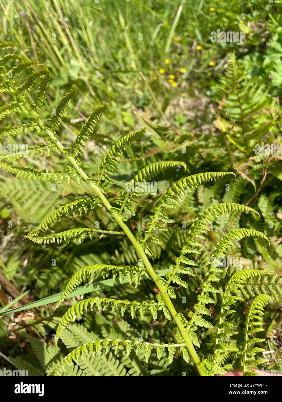 lady fern (Athyrium filix-femina Stock Photo - Alamy