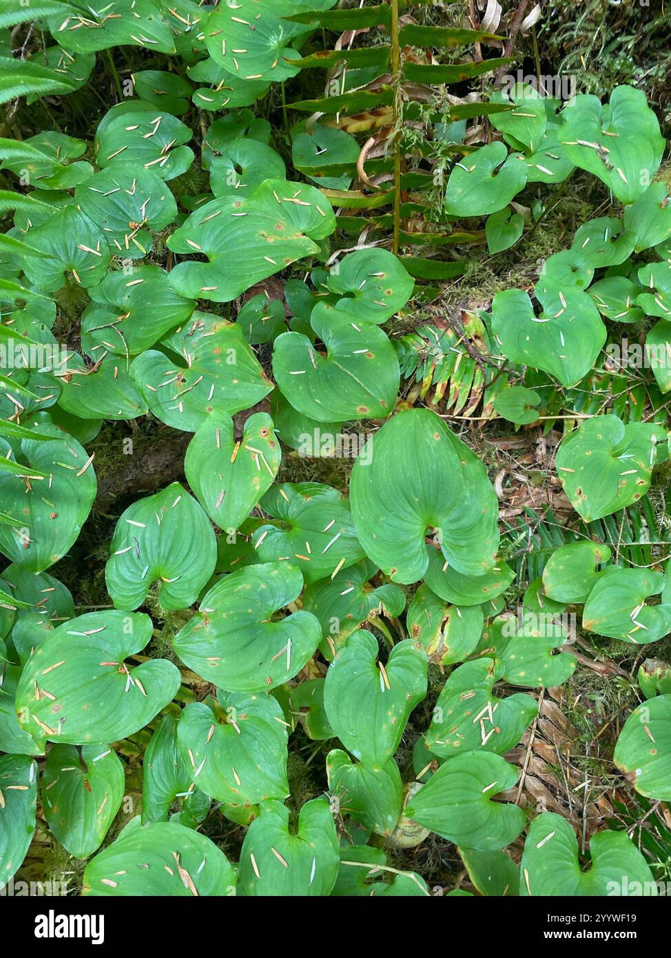 Western Lily of the Valley (Maianthemum dilatatum Stock Photo - Alamy