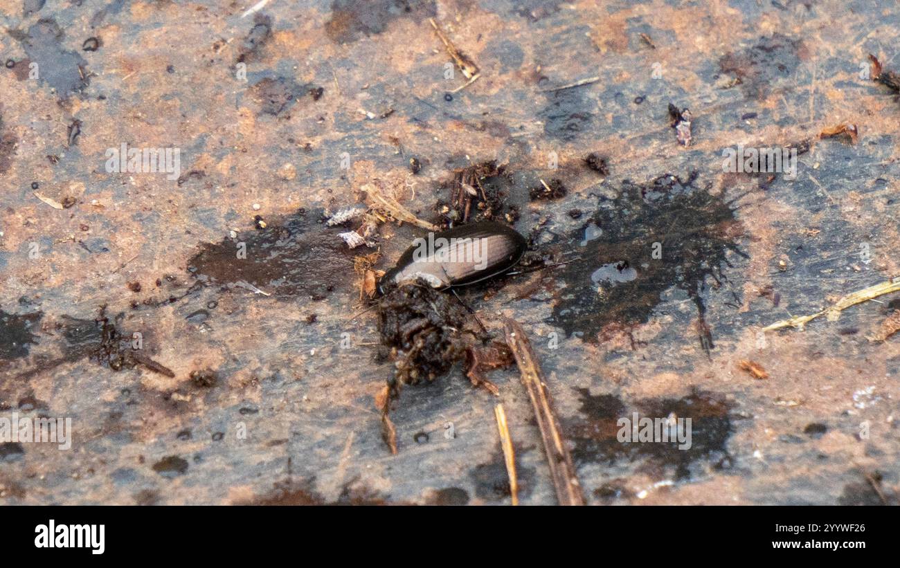 Common Sun Beetle (Amara aenea Stock Photo - Alamy