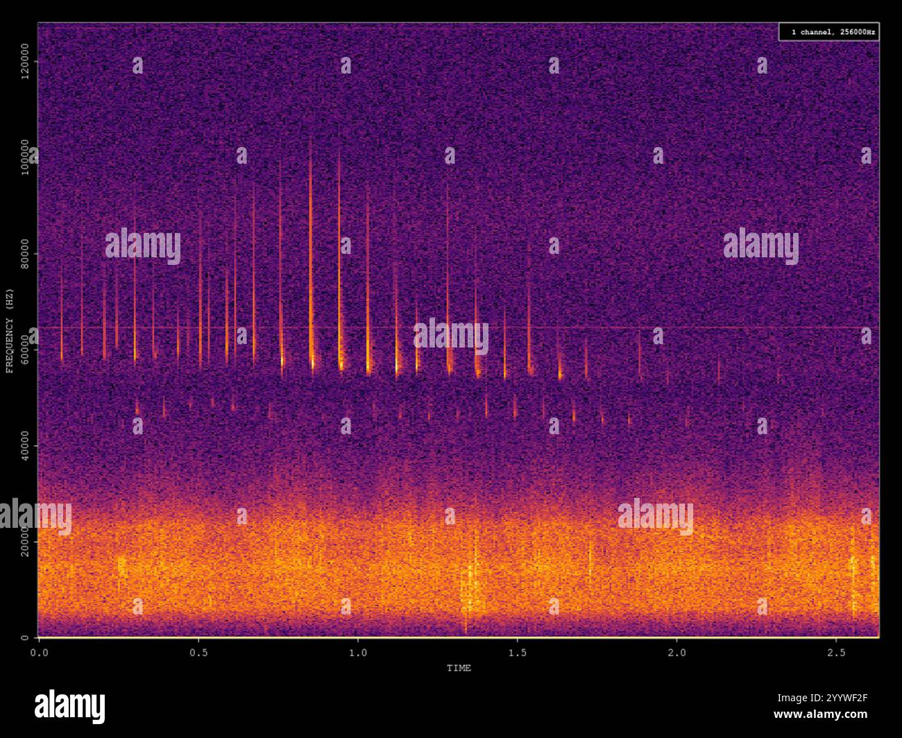 Pygmy Pipistrelle (Pipistrellus pygmaeus Stock Photo - Alamy