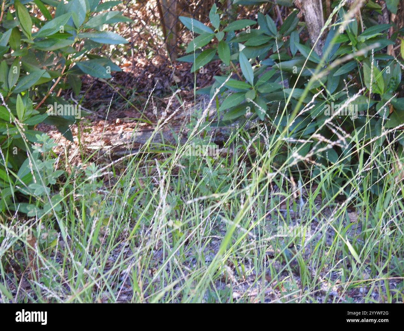 panic veldtgrass (Ehrharta erecta Stock Photo - Alamy