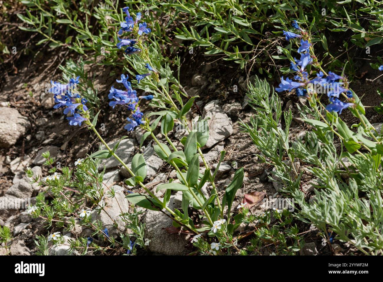 Wasatch penstemon hi-res stock photography and images - Alamy