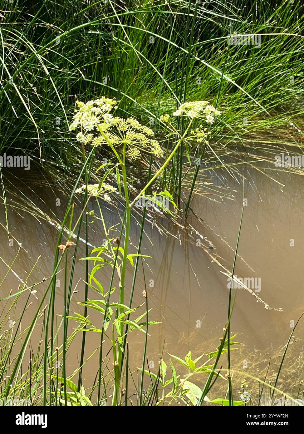 Water hemlock maculata hi-res stock photography and images - Alamy