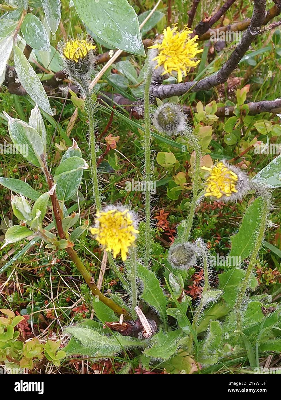 Lettuce, Chicory, Dandelion and Salsify Tribe (Cichorieae Stock Photo ...