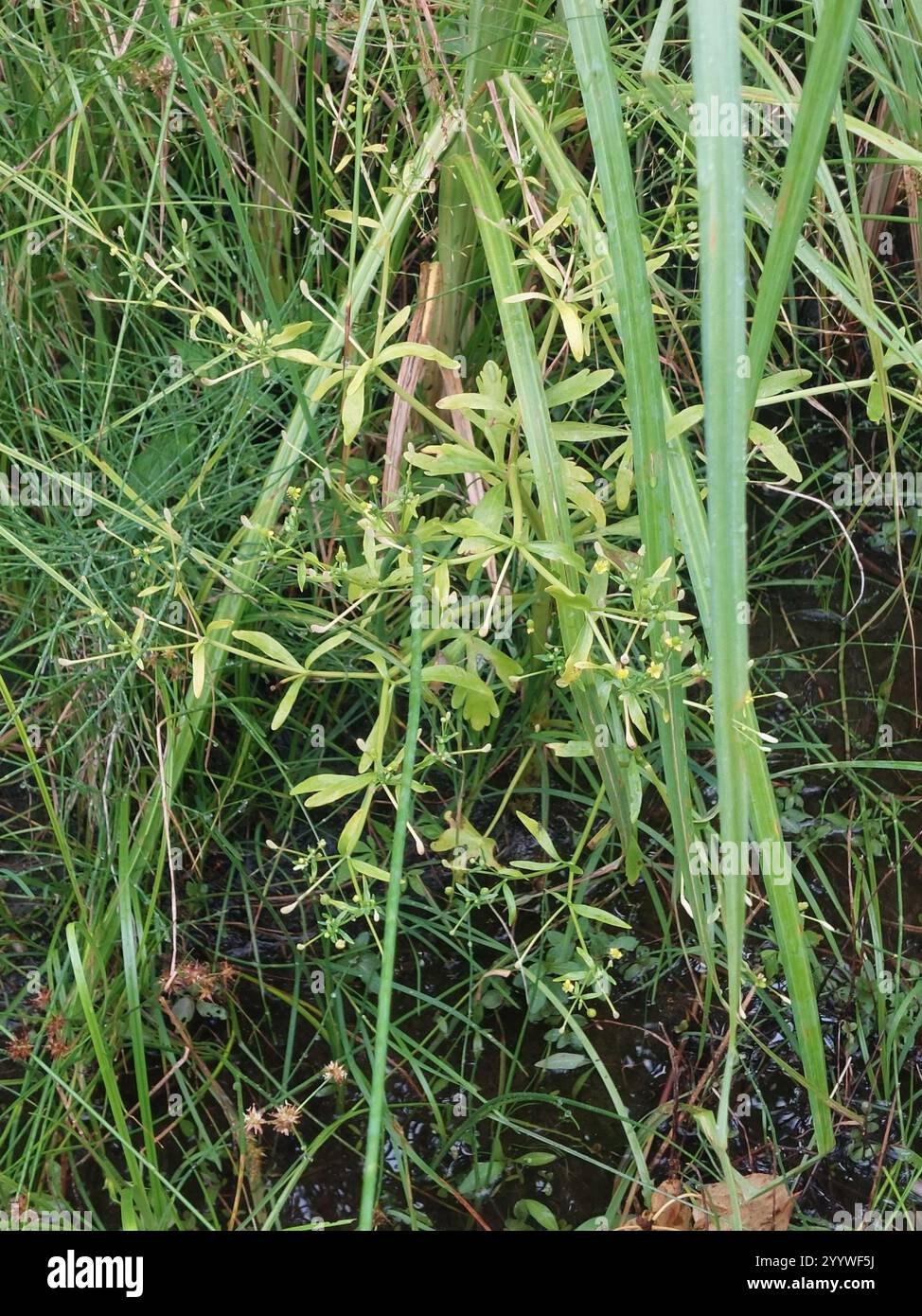 cursed crowfoot (Ranunculus sceleratus Stock Photo - Alamy