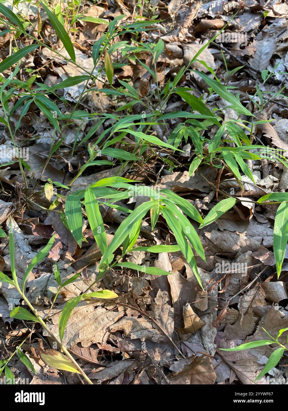 Japanese stiltgrass (Microstegium vimineum Stock Photo - Alamy
