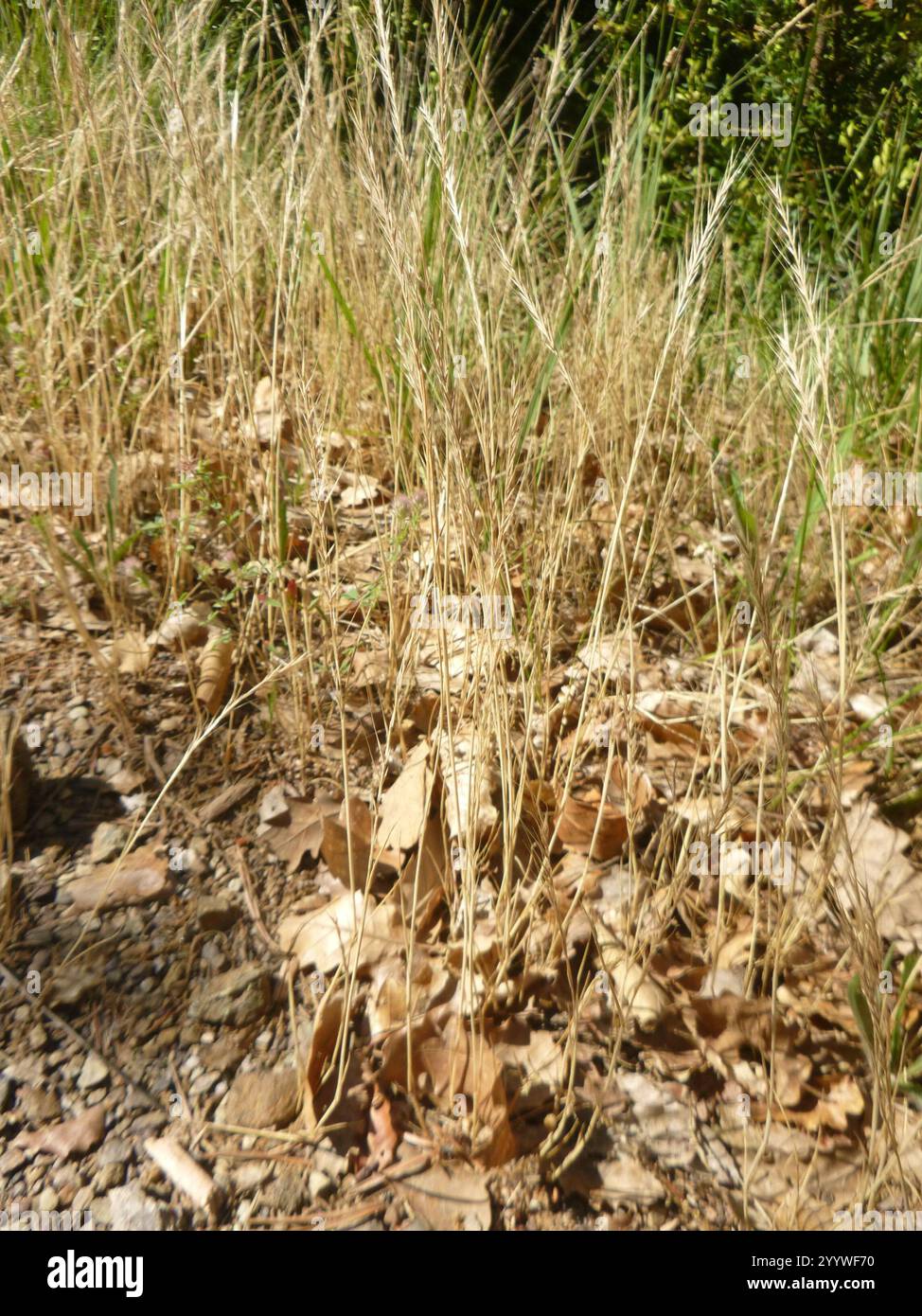rattail sixweeks grass (Festuca myuros Stock Photo - Alamy