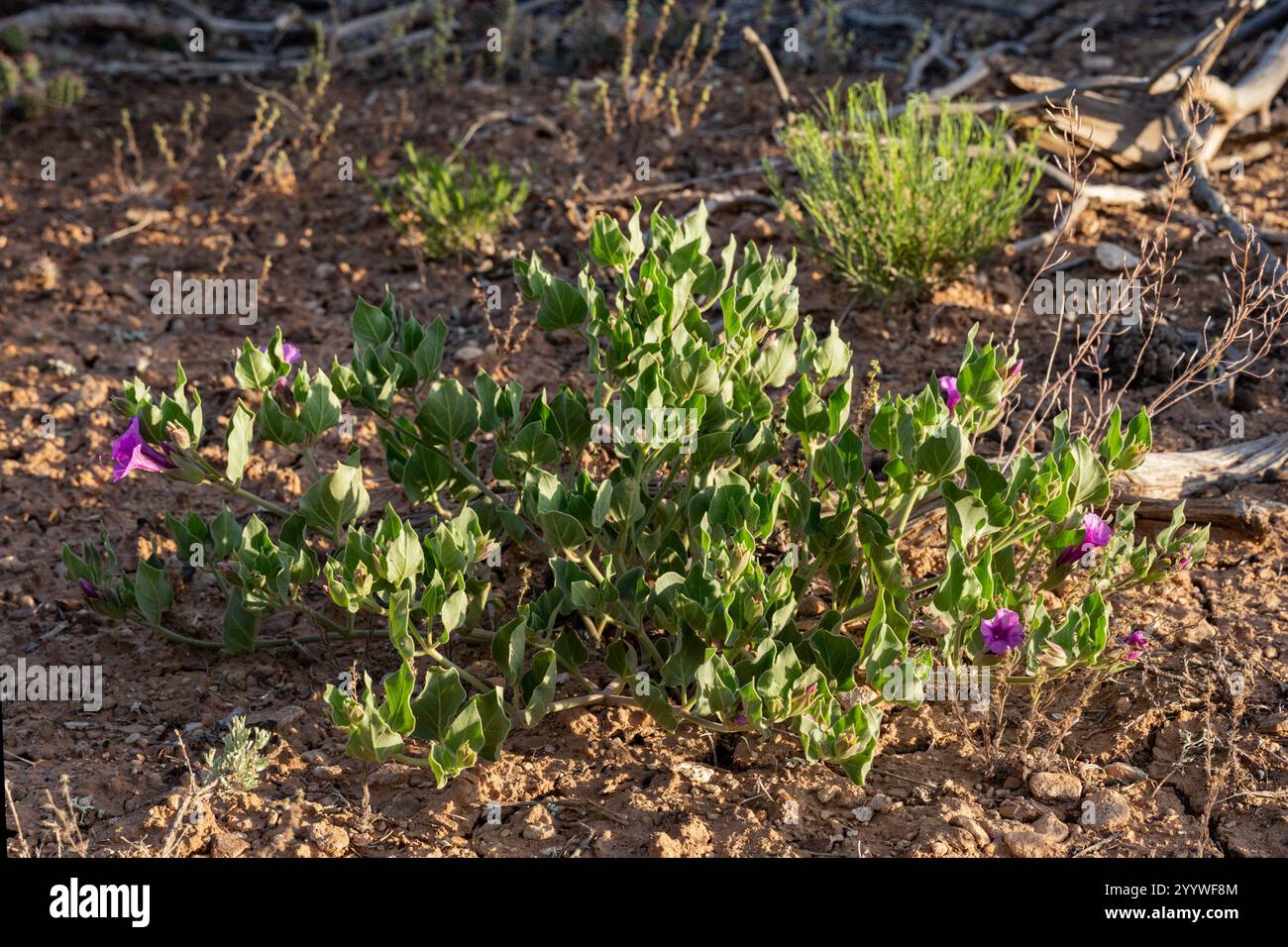 Colorado Four o'Clock (Mirabilis multiflora Stock Photo - Alamy
