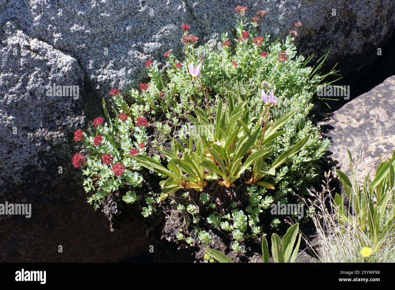 western roseroot (Rhodiola integrifolia Stock Photo - Alamy