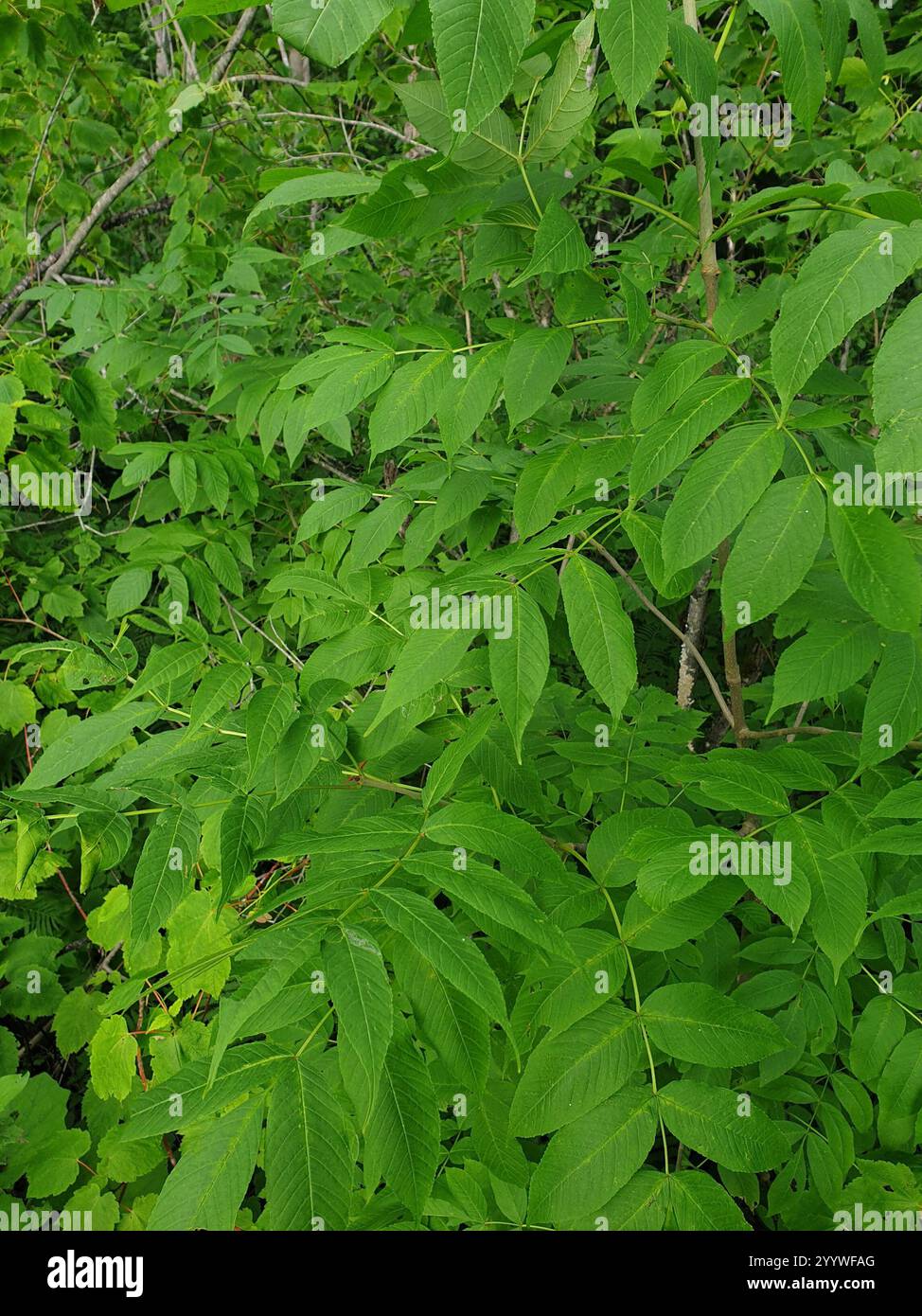 black ash (Fraxinus nigra Stock Photo - Alamy
