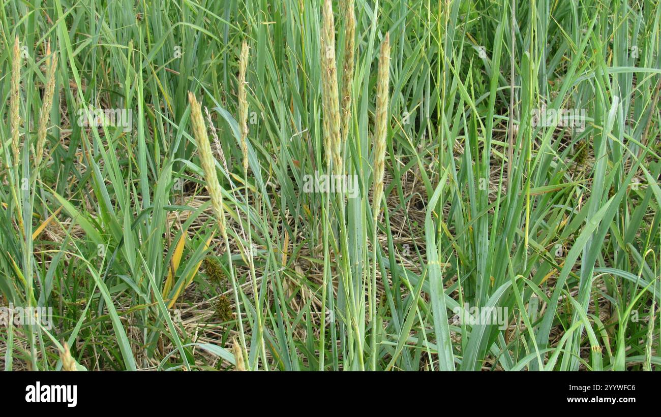 American dune grass leymus mollis hi-res stock photography and images - Alamy