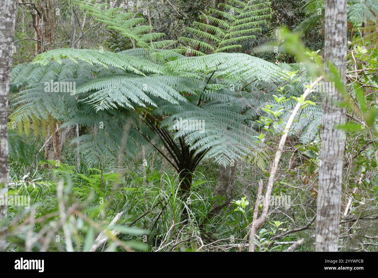 Scaly Tree Fern (Sphaeropteris cooperi Stock Photo - Alamy