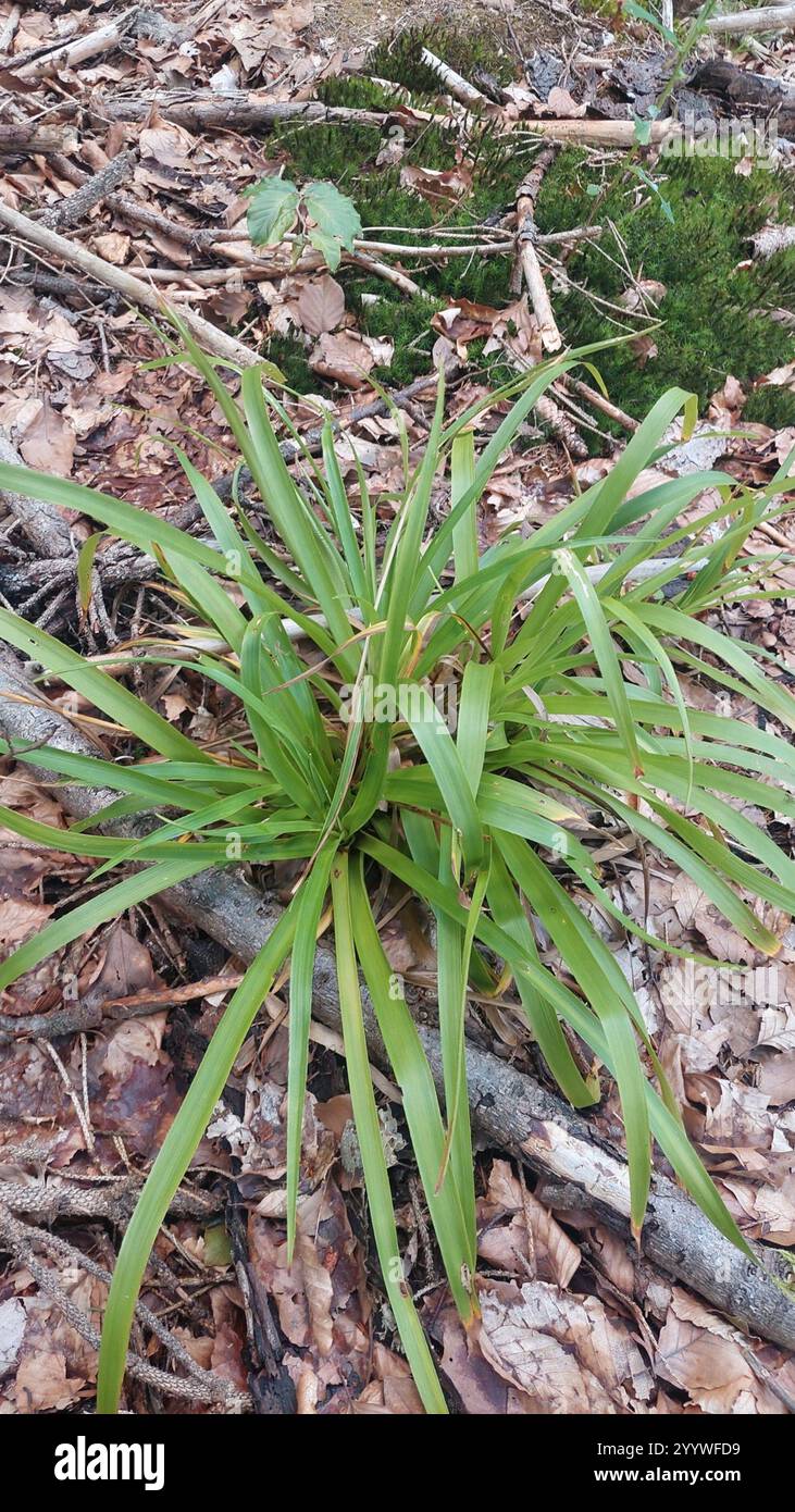 Great Woodrush (Luzula sylvatica Stock Photo - Alamy