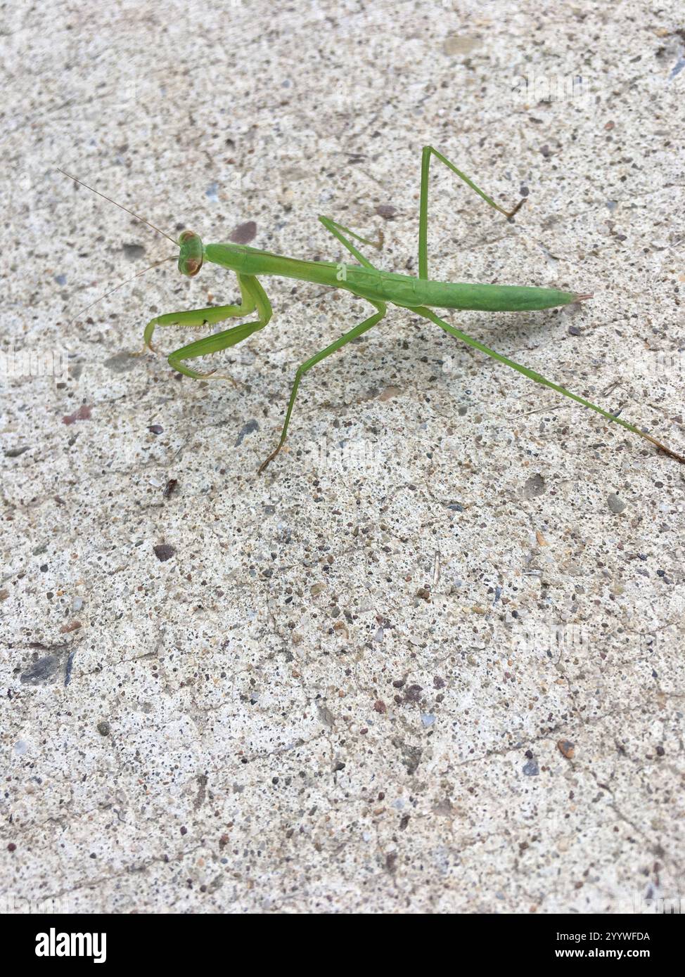 Chinese Mantis (Tenodera sinensis Stock Photo - Alamy