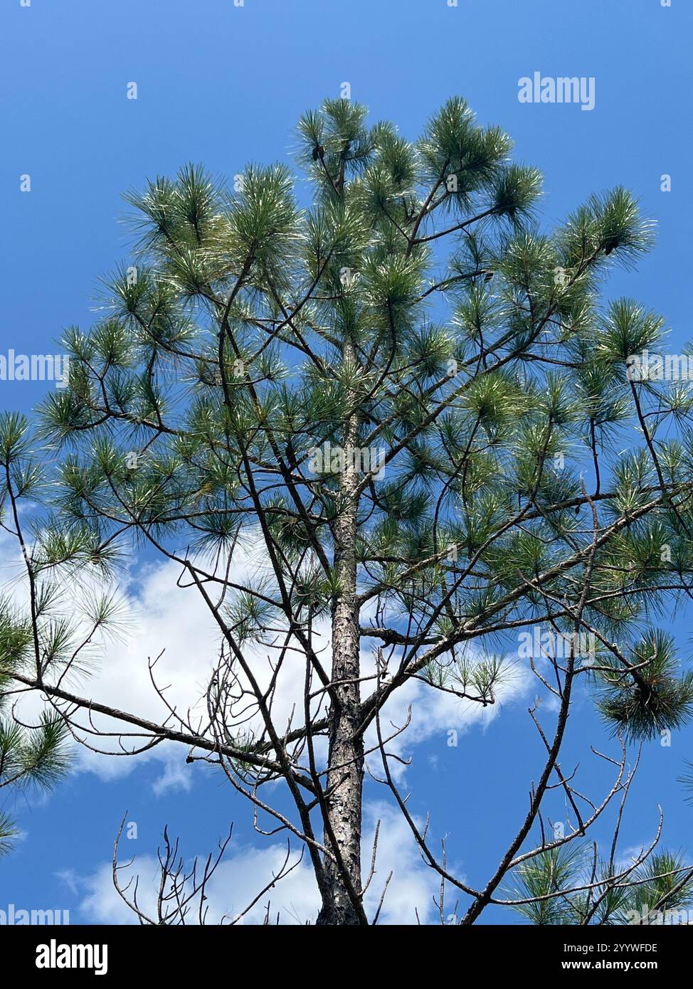 Typical Slash Pine (Pinus elliottii elliottii Stock Photo - Alamy