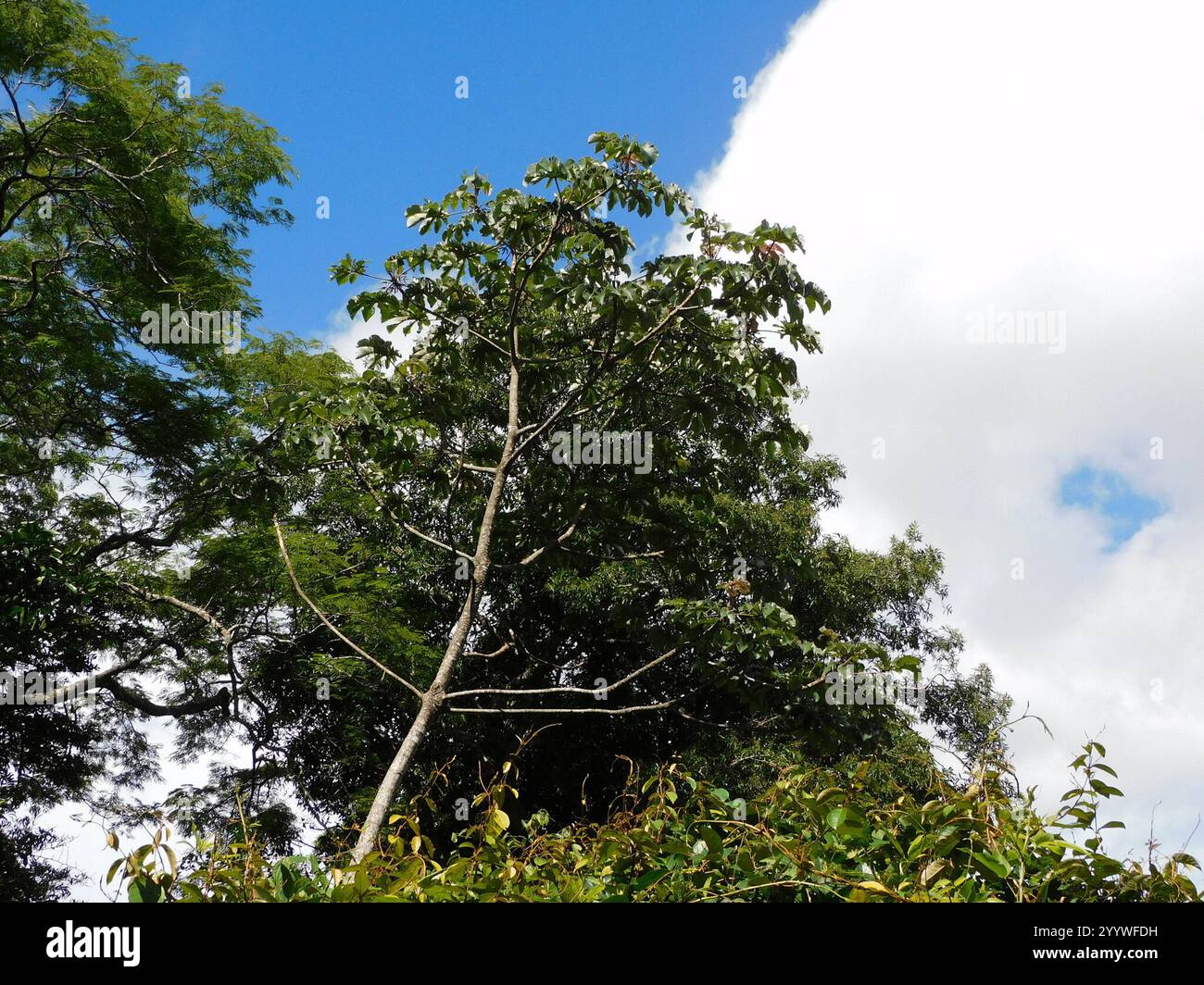 trumpet tree (Cecropia peltata Stock Photo - Alamy