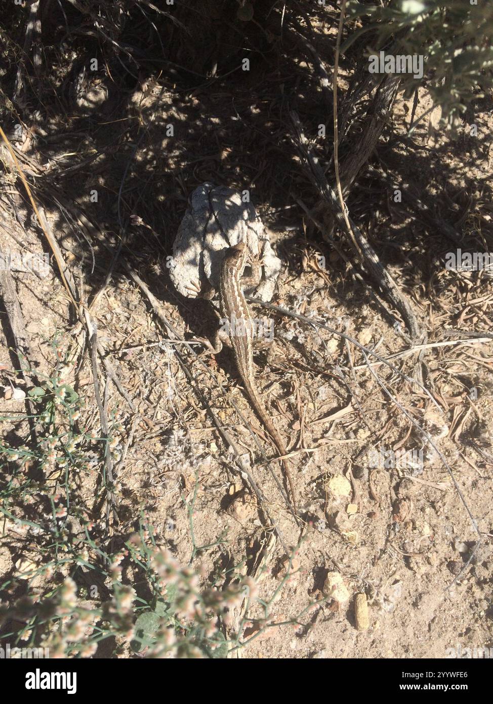 Common Sagebrush Lizard (Sceloporus graciosus Stock Photo - Alamy