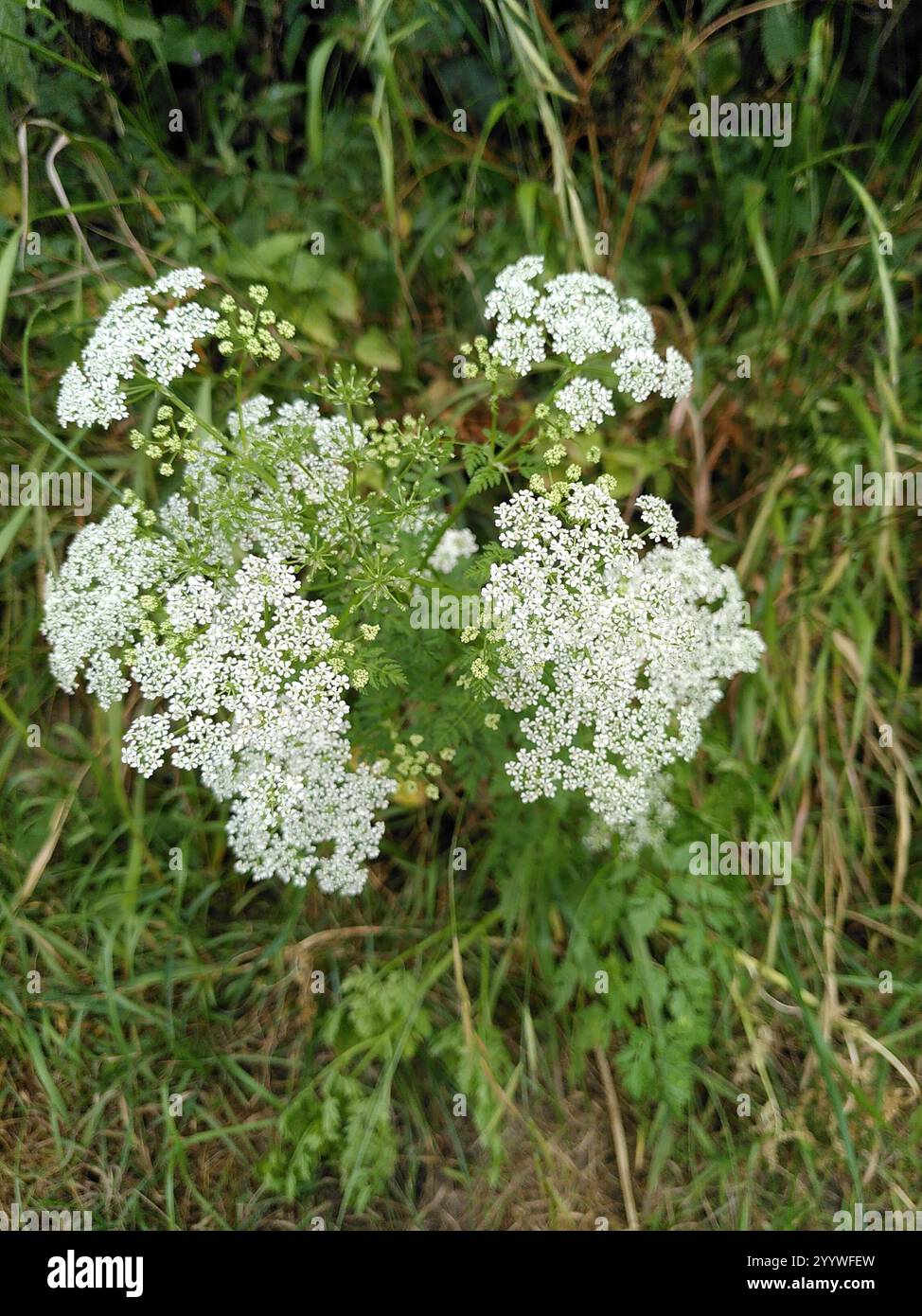 poison hemlock (Conium maculatum Stock Photo - Alamy