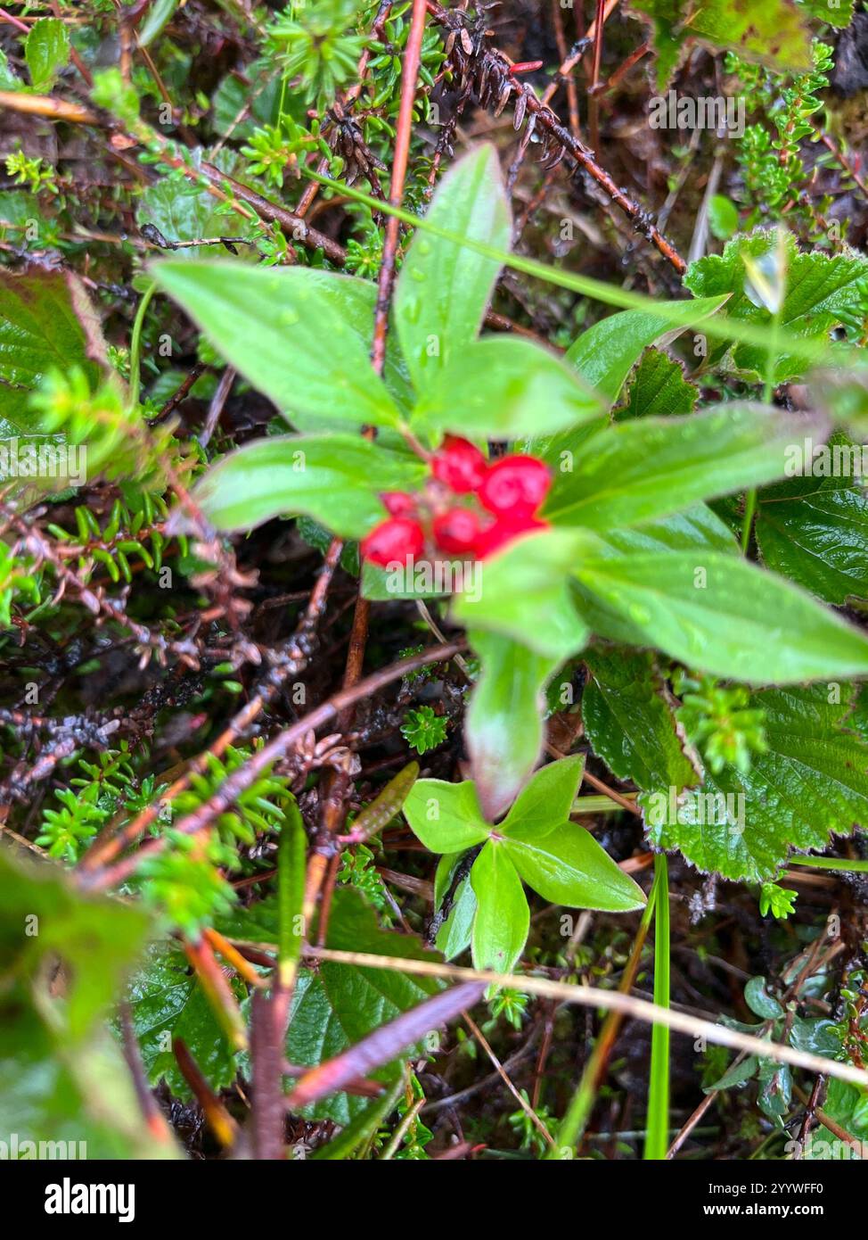 Canadian bunchberry (Cornus canadensis Stock Photo - Alamy