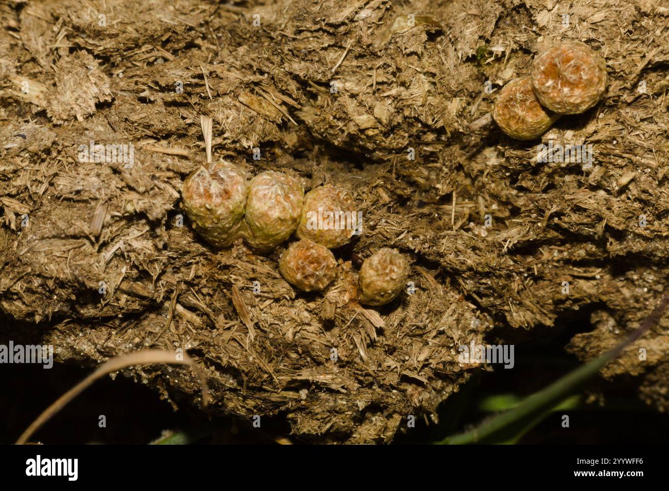 dung-loving bird's nest fungus (Cyathus stercoreus Stock Photo - Alamy