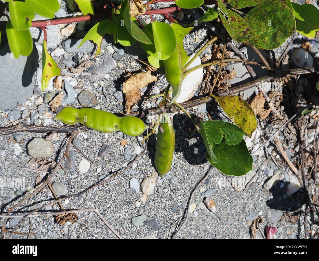 Beach Bean (Canavalia rosea Stock Photo - Alamy