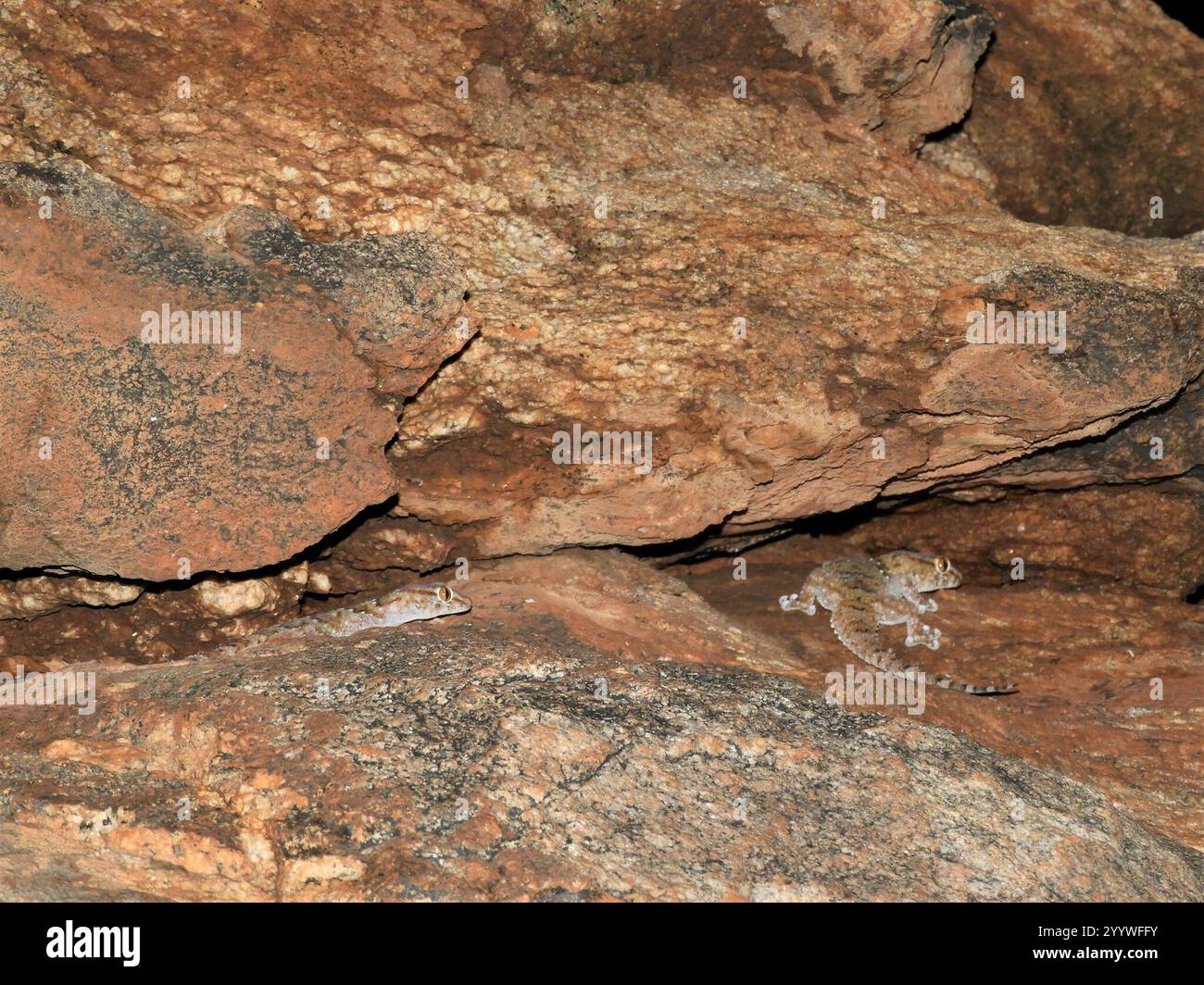 Fischer's Thick-toed Gecko (Chondrodactylus laevigatus Stock Photo - Alamy
