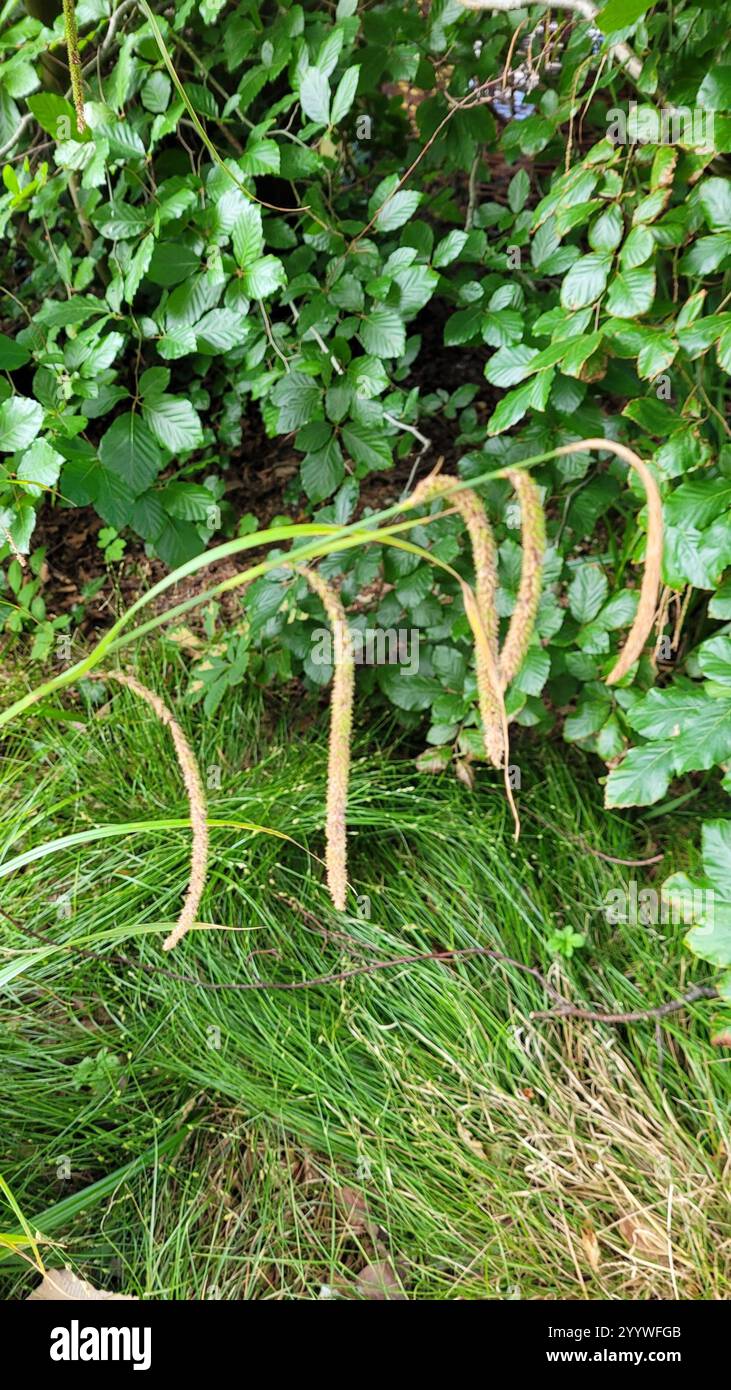 Hanging sedge (Carex pendula Stock Photo - Alamy
