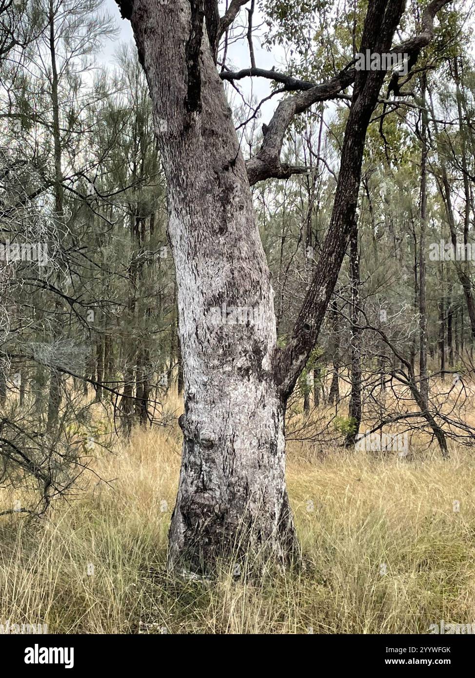 Poplar Box (Eucalyptus populnea Stock Photo - Alamy