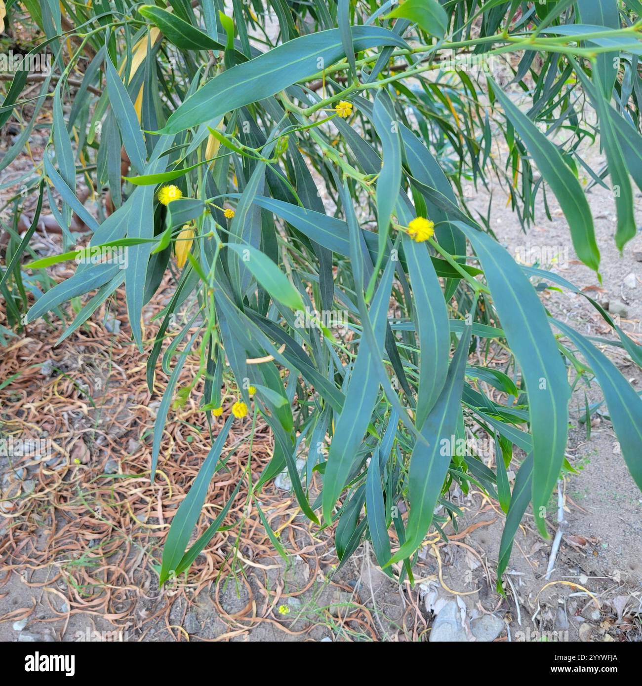 golden wreath wattle (Acacia saligna Stock Photo - Alamy