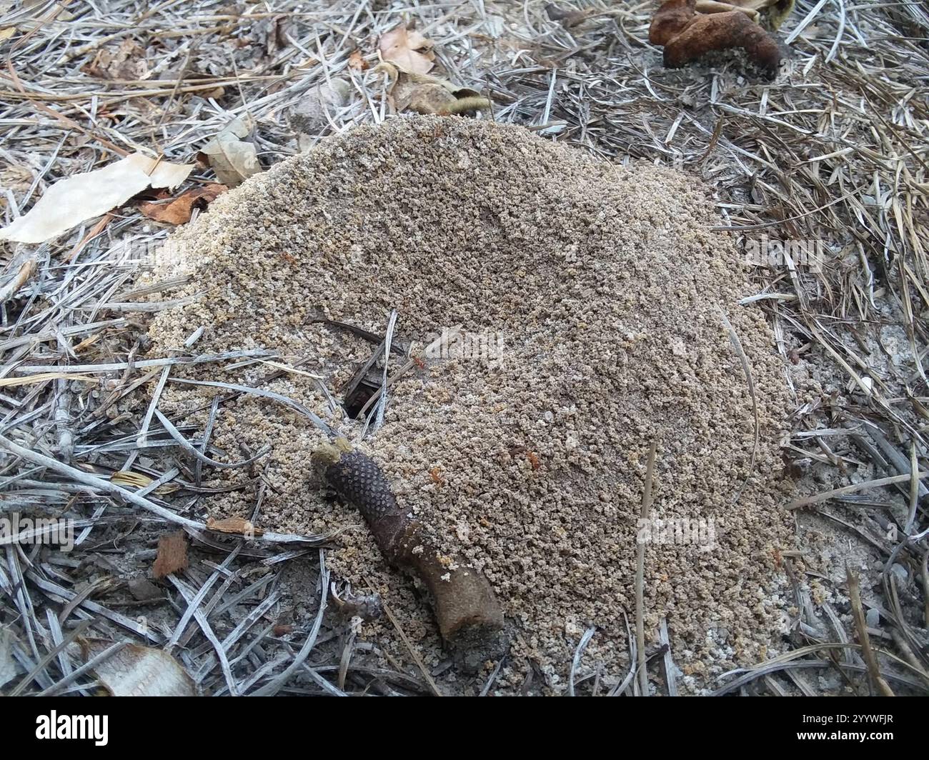 Buren's Pyramid Ant (Dorymyrmex bureni Stock Photo - Alamy