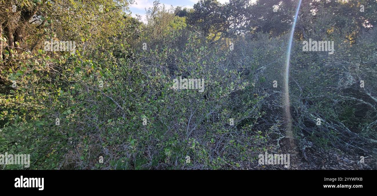 Birchleaf Mountain Mahogany (Cercocarpus betuloides Stock Photo - Alamy