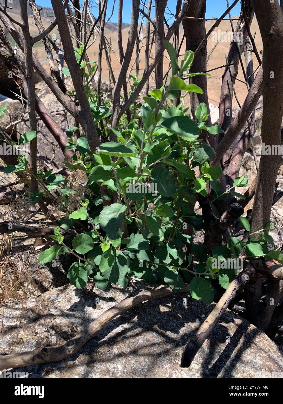 Utah Serviceberry (Amelanchier utahensis Stock Photo - Alamy