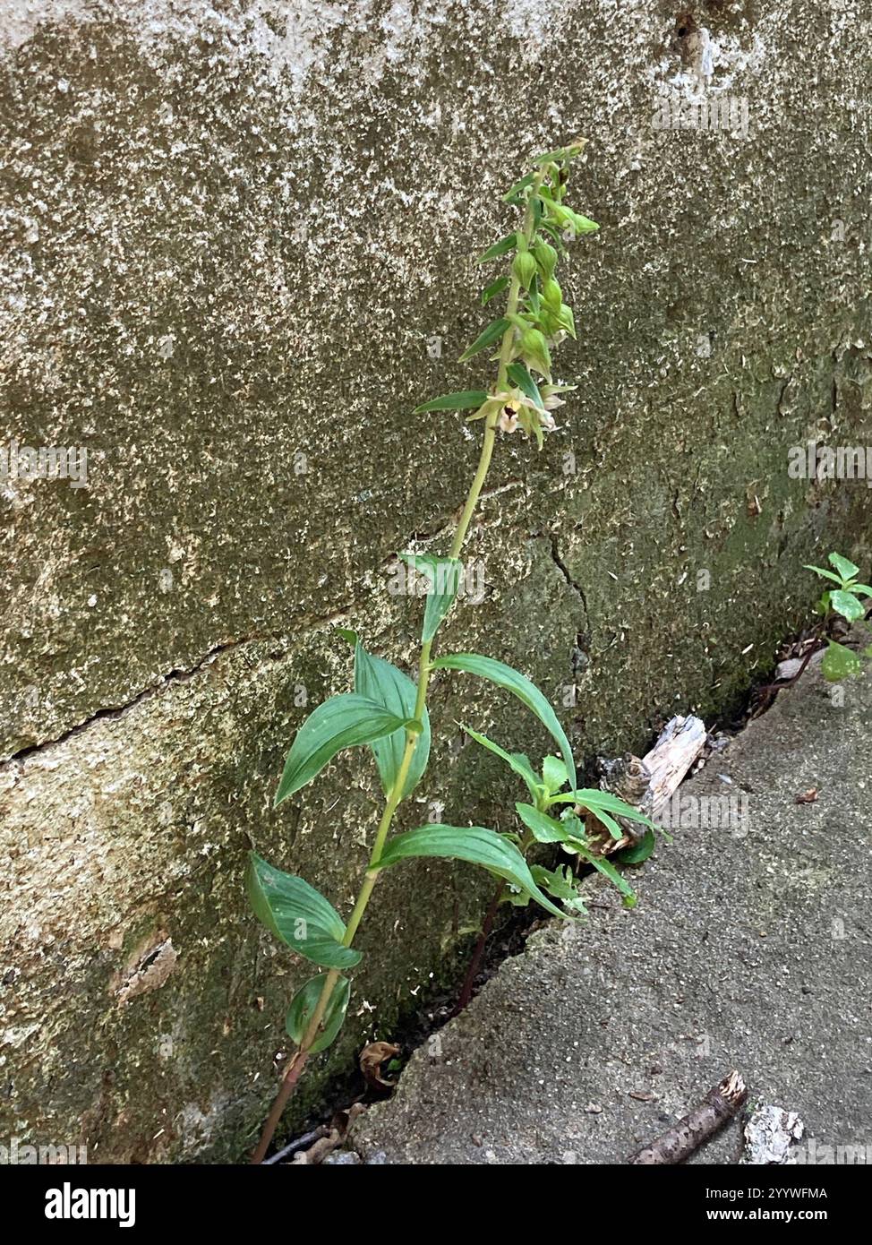 Broad-leaved helleborine (Epipactis helleborine Stock Photo - Alamy
