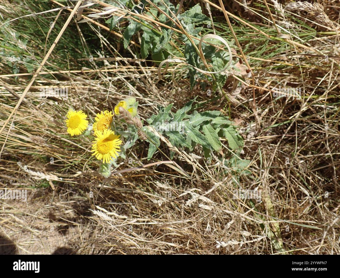 Common Fleabane (Pulicaria dysenterica Stock Photo - Alamy