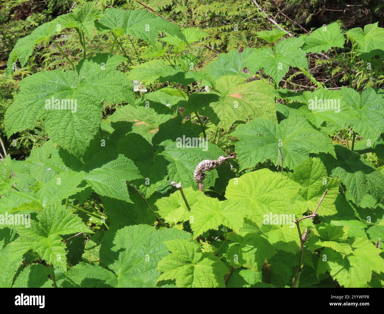 thimbleberry gallmaker (Diastrophus kincaidii Stock Photo - Alamy