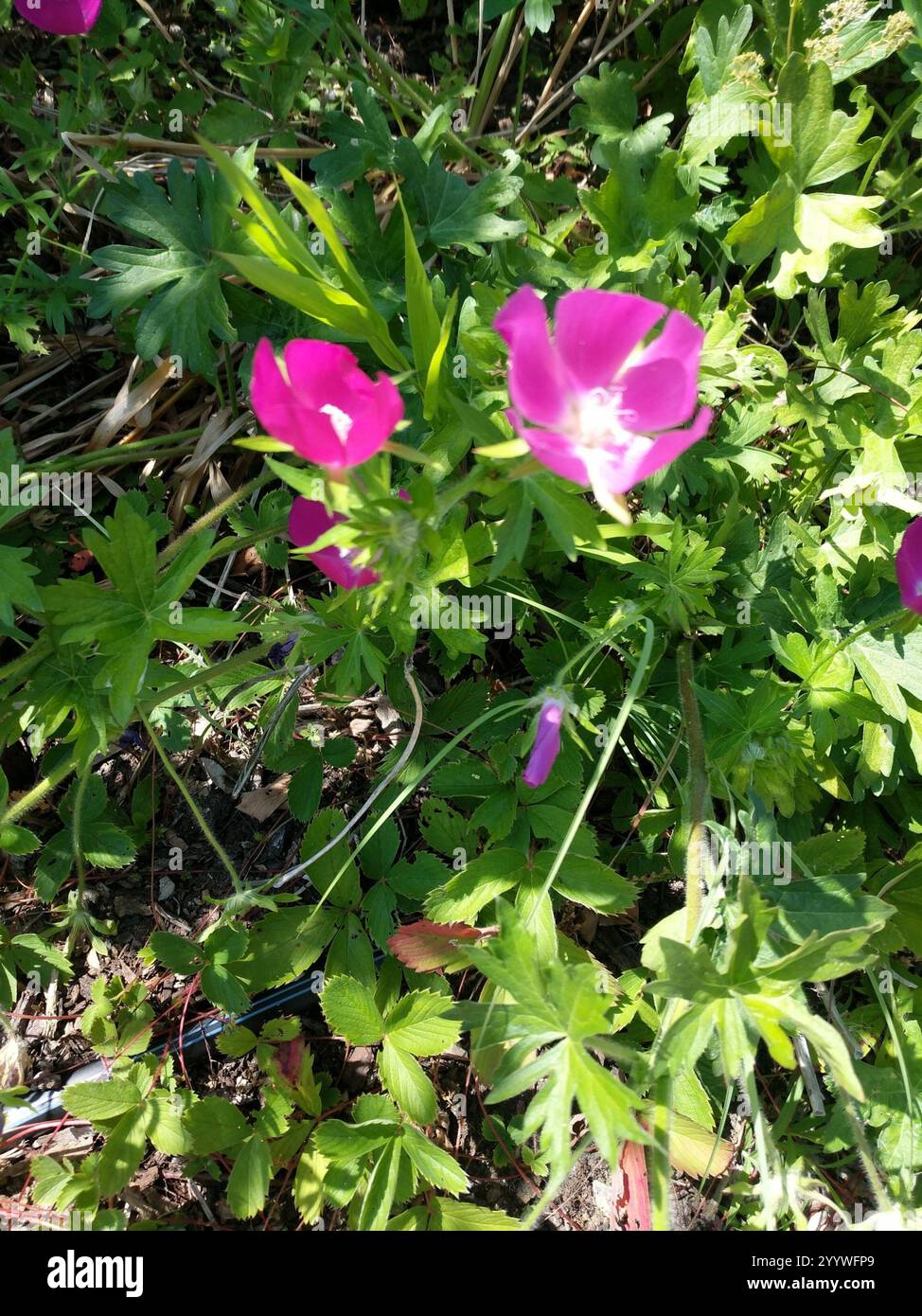 winecup mallow (Callirhoe involucrata Stock Photo - Alamy
