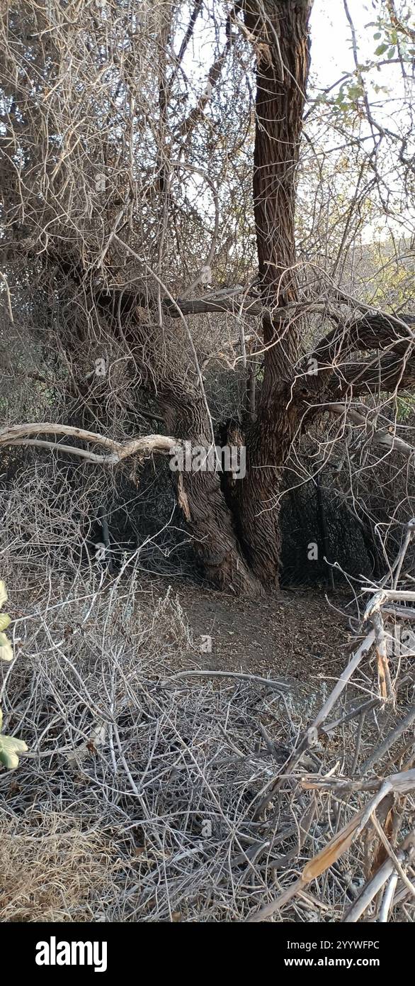 blue elder (Sambucus cerulea Stock Photo - Alamy