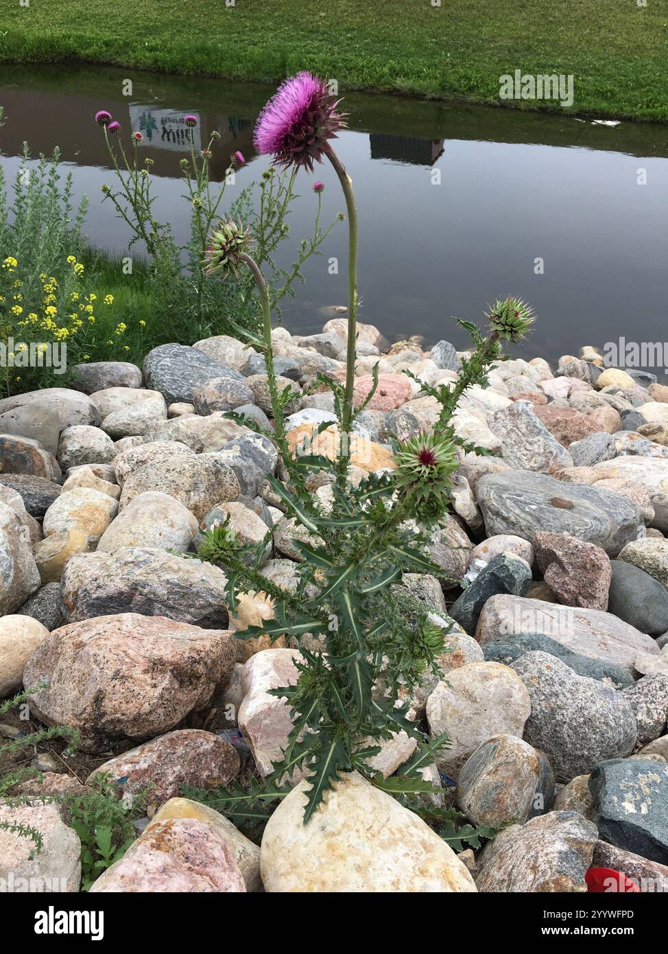 musk thistle (Carduus nutans Stock Photo - Alamy