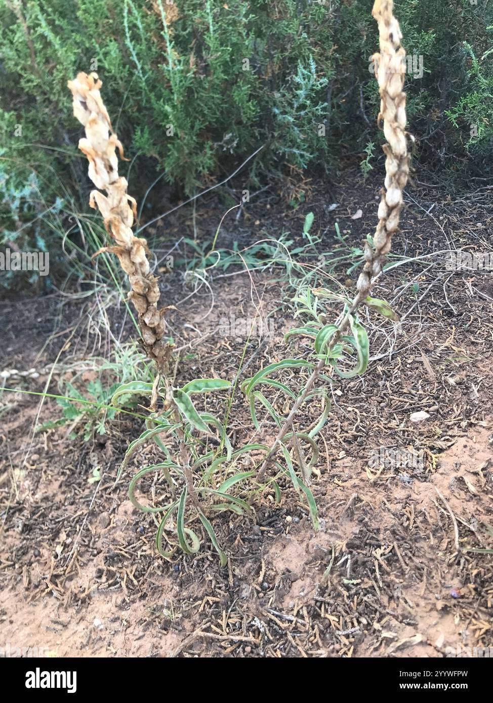 Wholeleaf Paintbrush (Castilleja integra Stock Photo - Alamy