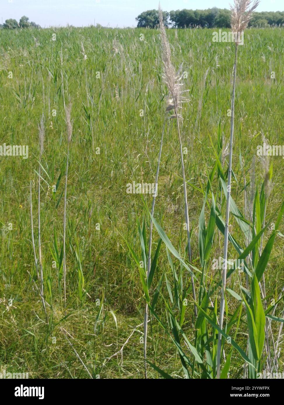 common reed (Phragmites australis Stock Photo - Alamy